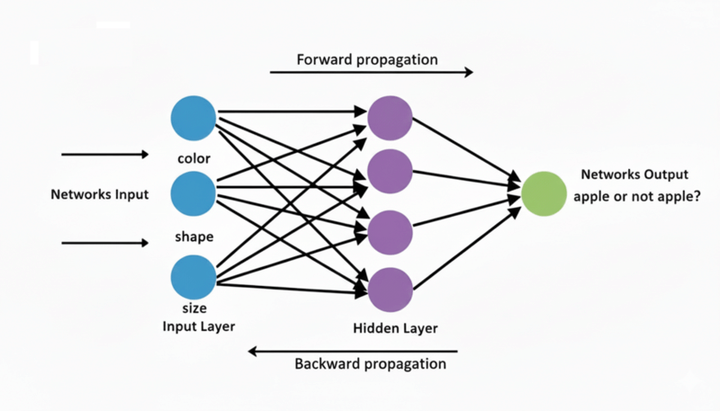Issue #36: How Neural Networks Learn (Forward & Backward Propagation ...